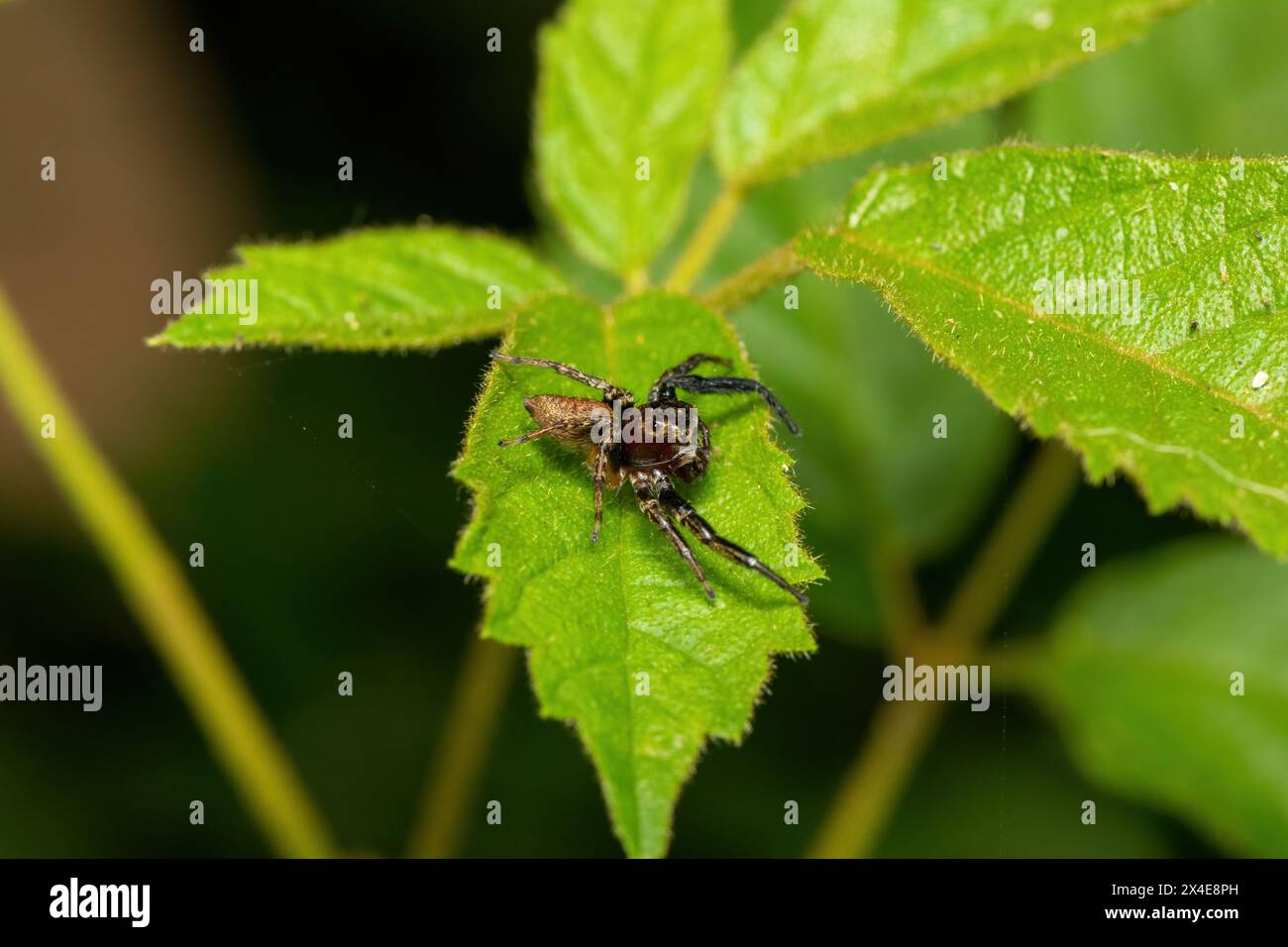 African Jumping Spiders (Thyenula sp Stock Photo - Alamy