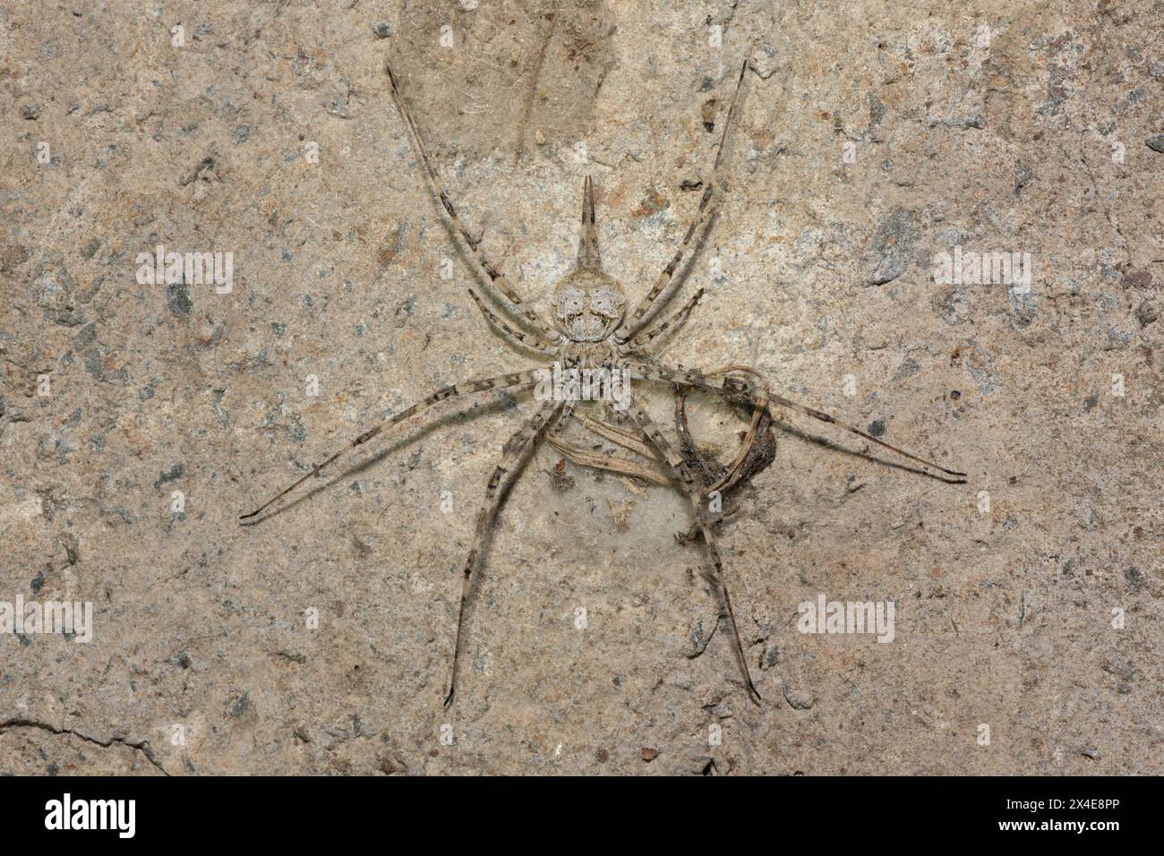 Long-spinnered bark spider (Hersilia sp Stock Photo - Alamy
