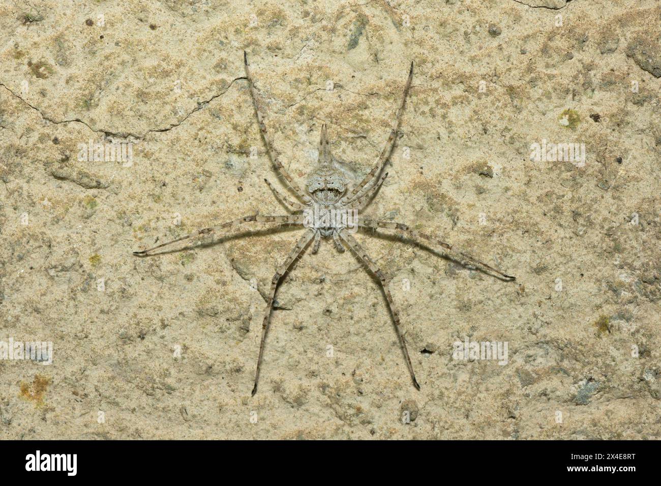 Long-spinnered bark spider (Hersilia sp Stock Photo - Alamy