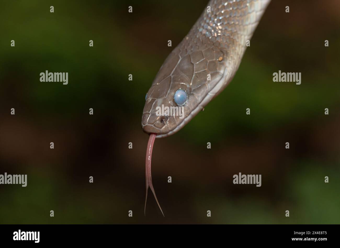 Close-up of a beautiful Olive Snake (Lycodonomorphus inornatus) in the ...