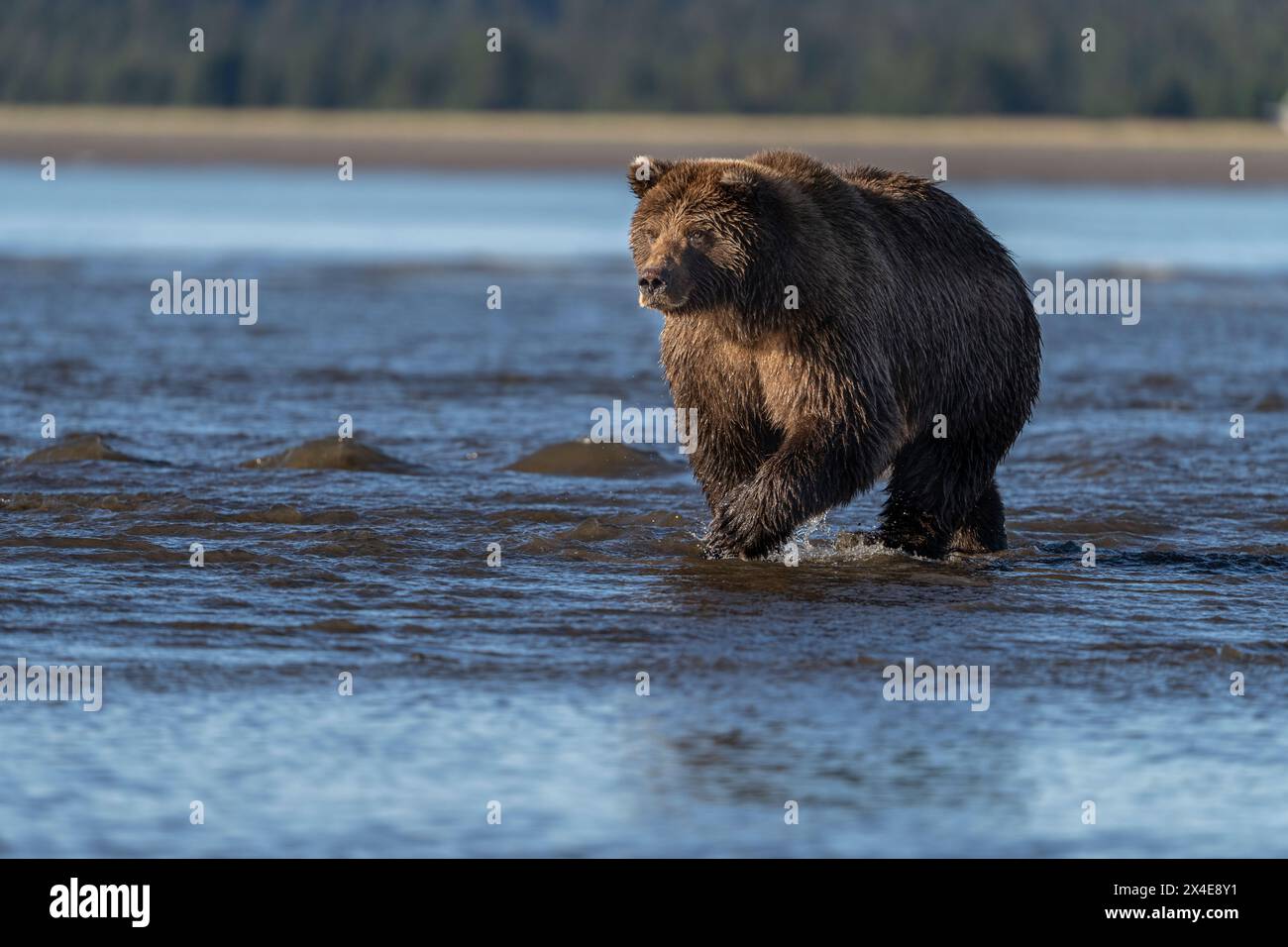 USA, Alaska, Lake Clark National Park. Grizzly bear hunting for salmon ...