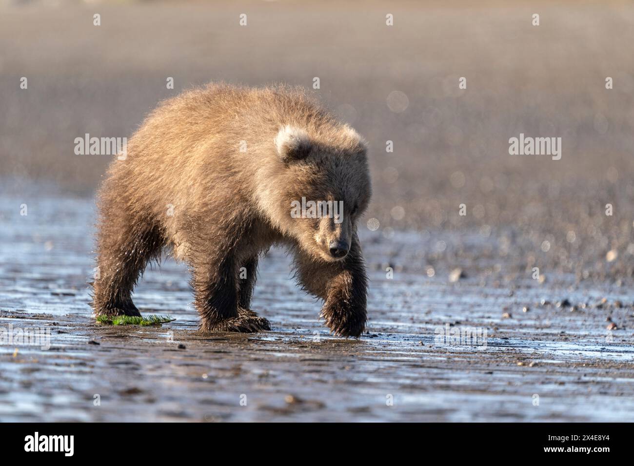 USA, Alaska, Lake Clark National Park. Grizzly bear cub close-up on ...
