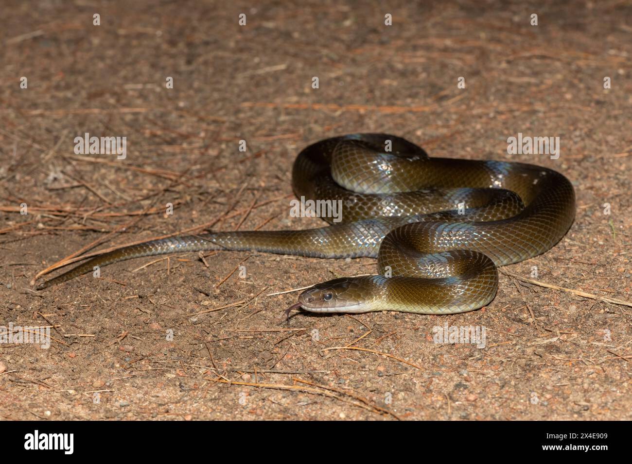 Cute snake hi-res stock photography and images - Alamy