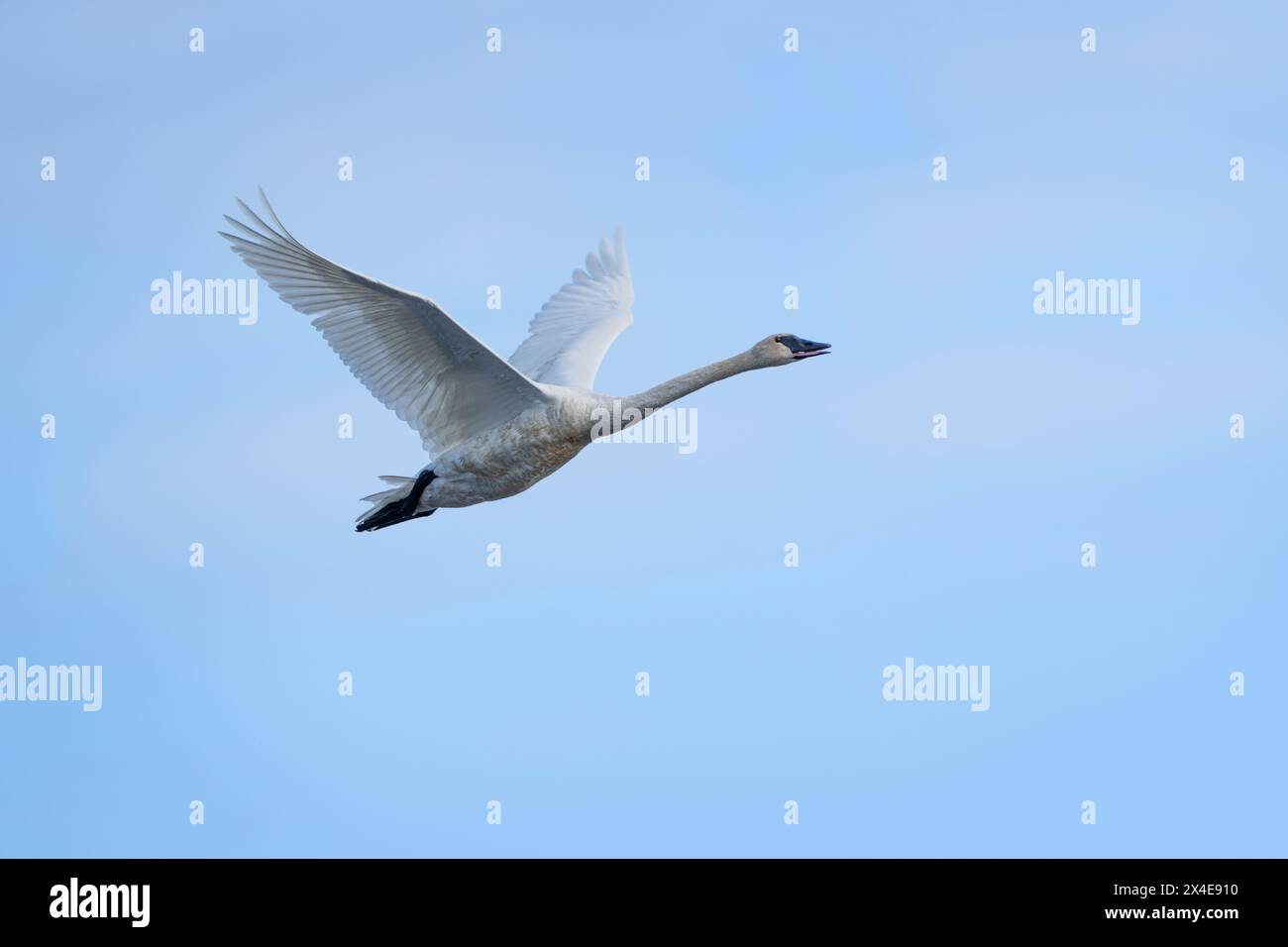 USA, Alaska, Lake Clark National Park. Trumpeter swan close-up in ...