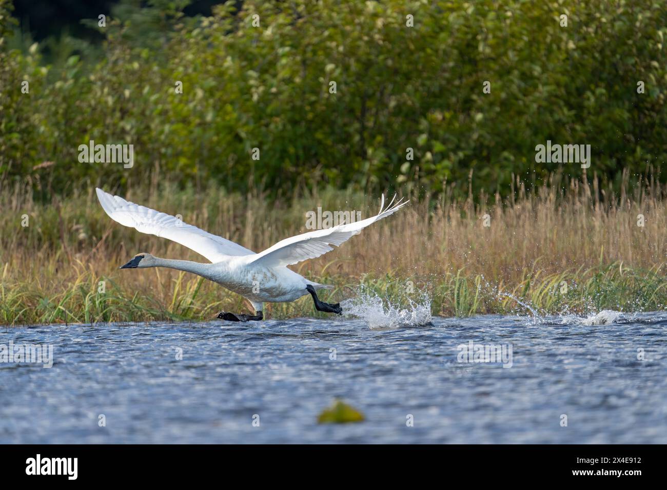 USA, Alaska, Lake Clark National Park. Trumpeter swan taking off from ...