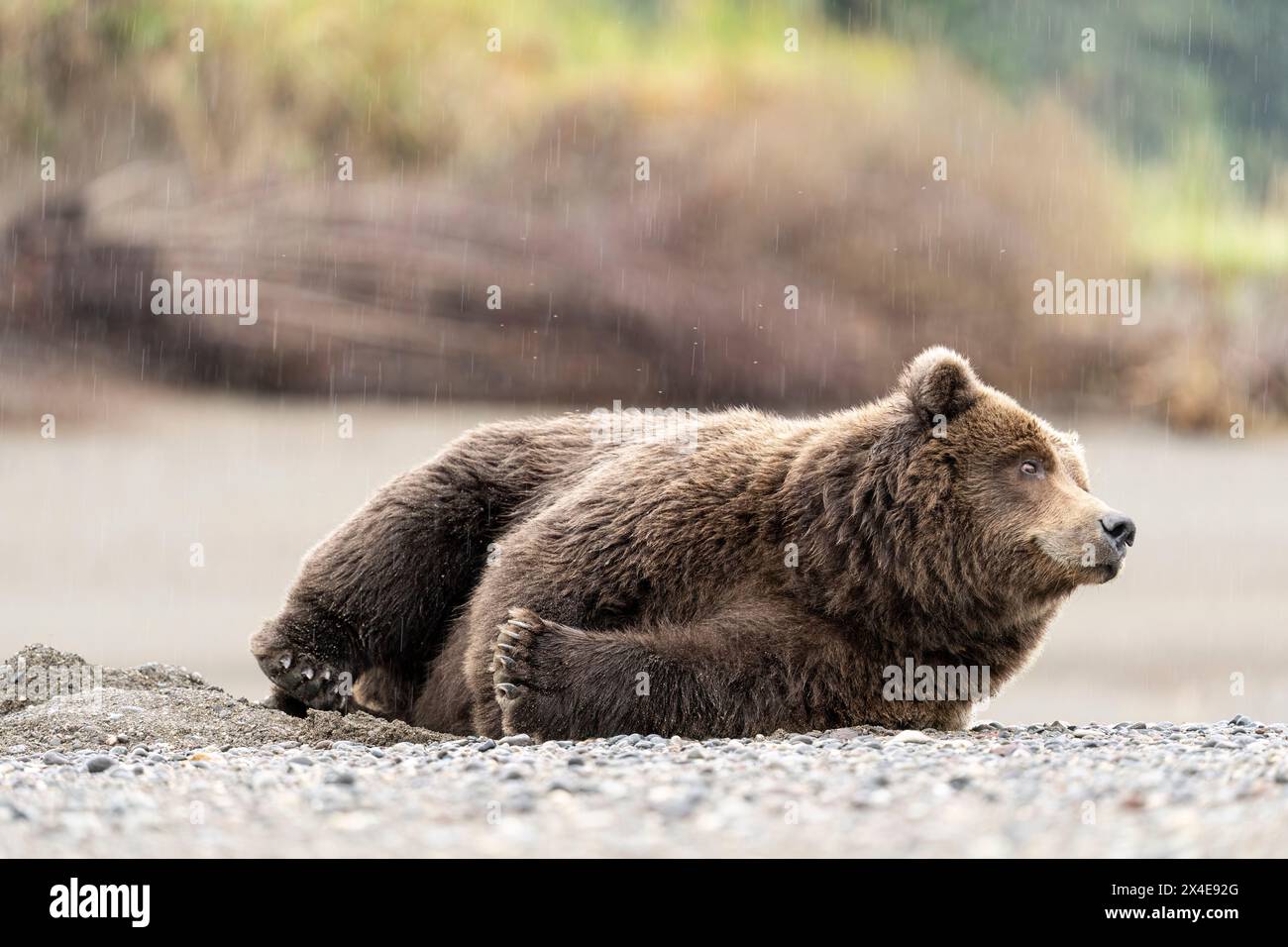 USA, Alaska, Lake Clark National Park. Grizzly bear resting in rain on ...