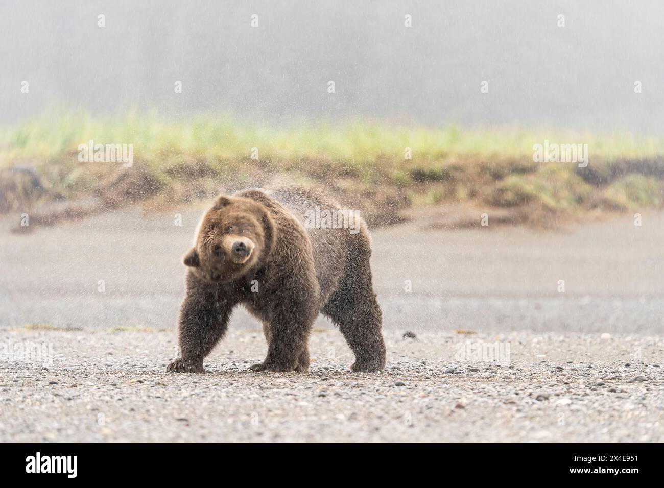 USA, Alaska, Lake Clark National Park. Grizzly bear shaking rain off ...