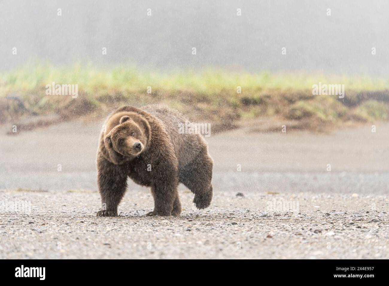USA, Alaska, Lake Clark National Park. Grizzly bear shaking rain off ...