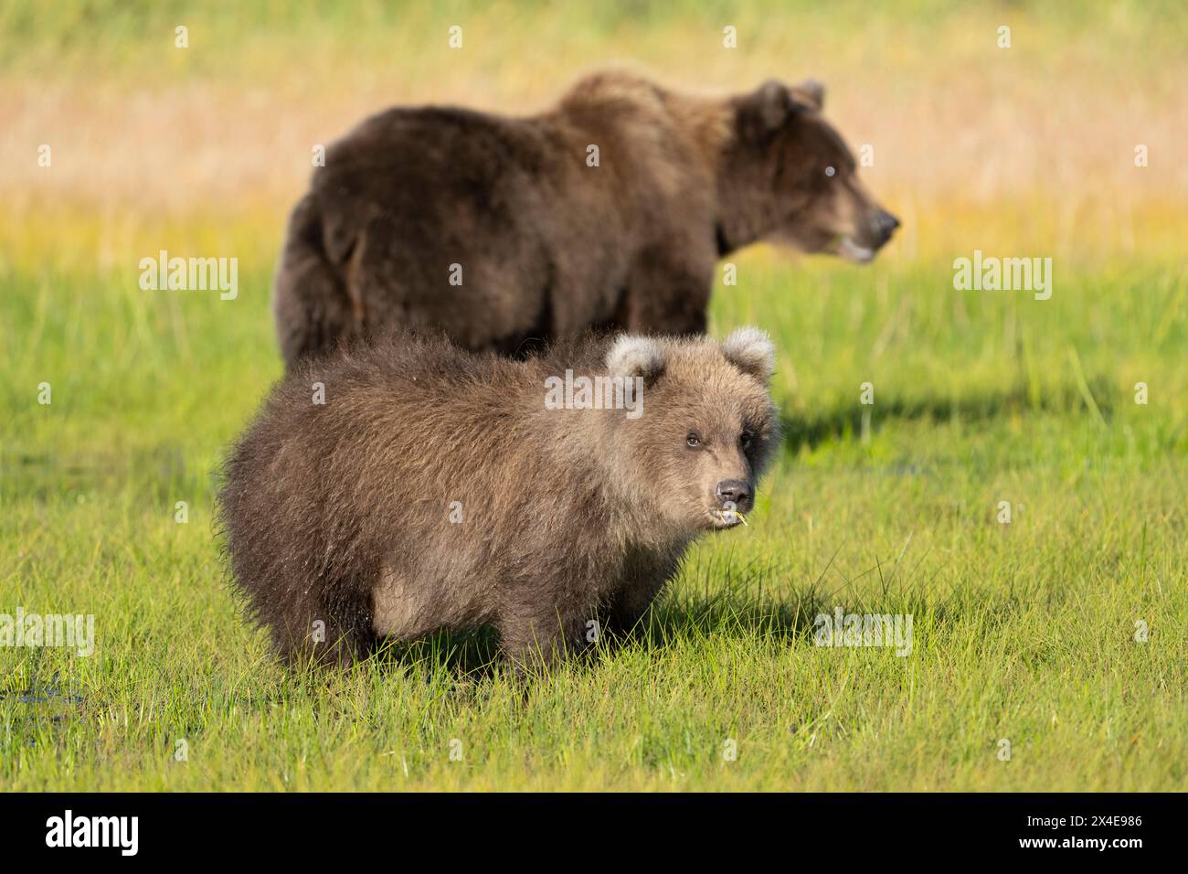 USA, Alaska, Lake Clark National Park. Grizzly bear cub with mother in ...