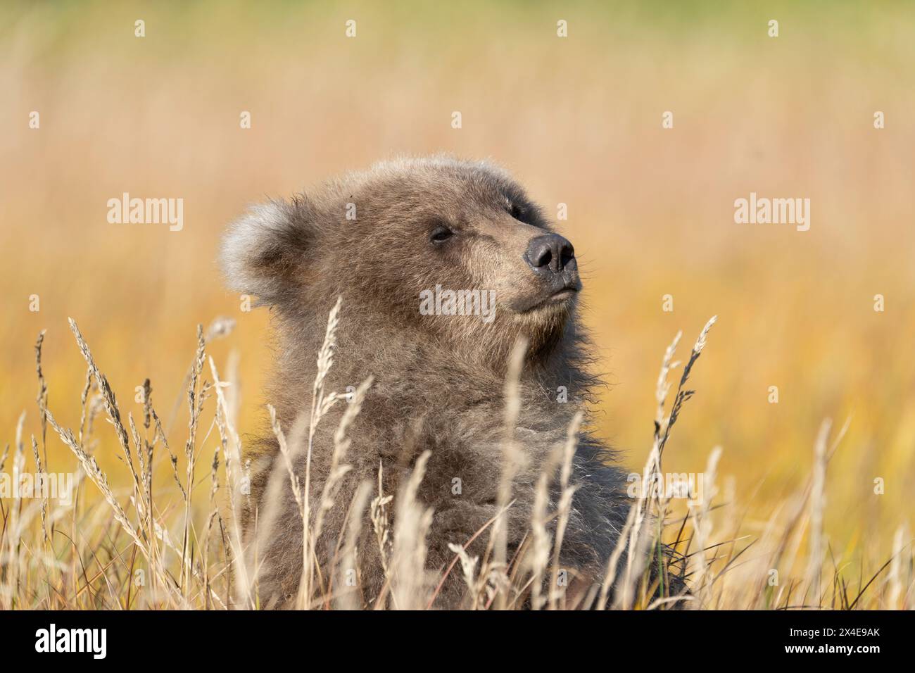 USA, Alaska, Lake Clark National Park. Grizzly bear cub close-up in ...