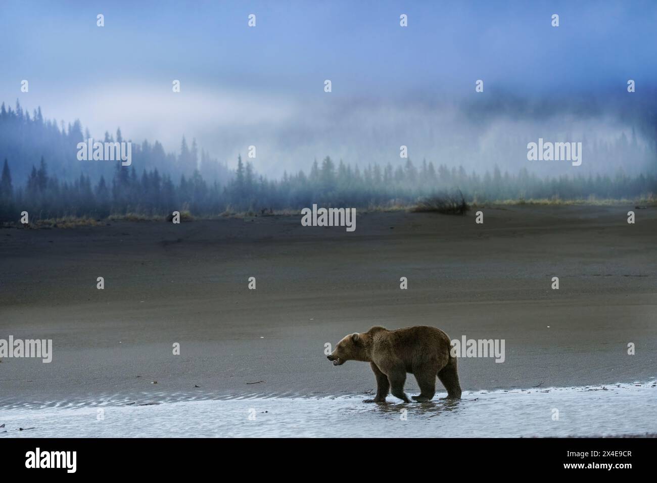 USA, Alaska, Lake Clark National Park. A Grizzly bear on ocean beach at ...