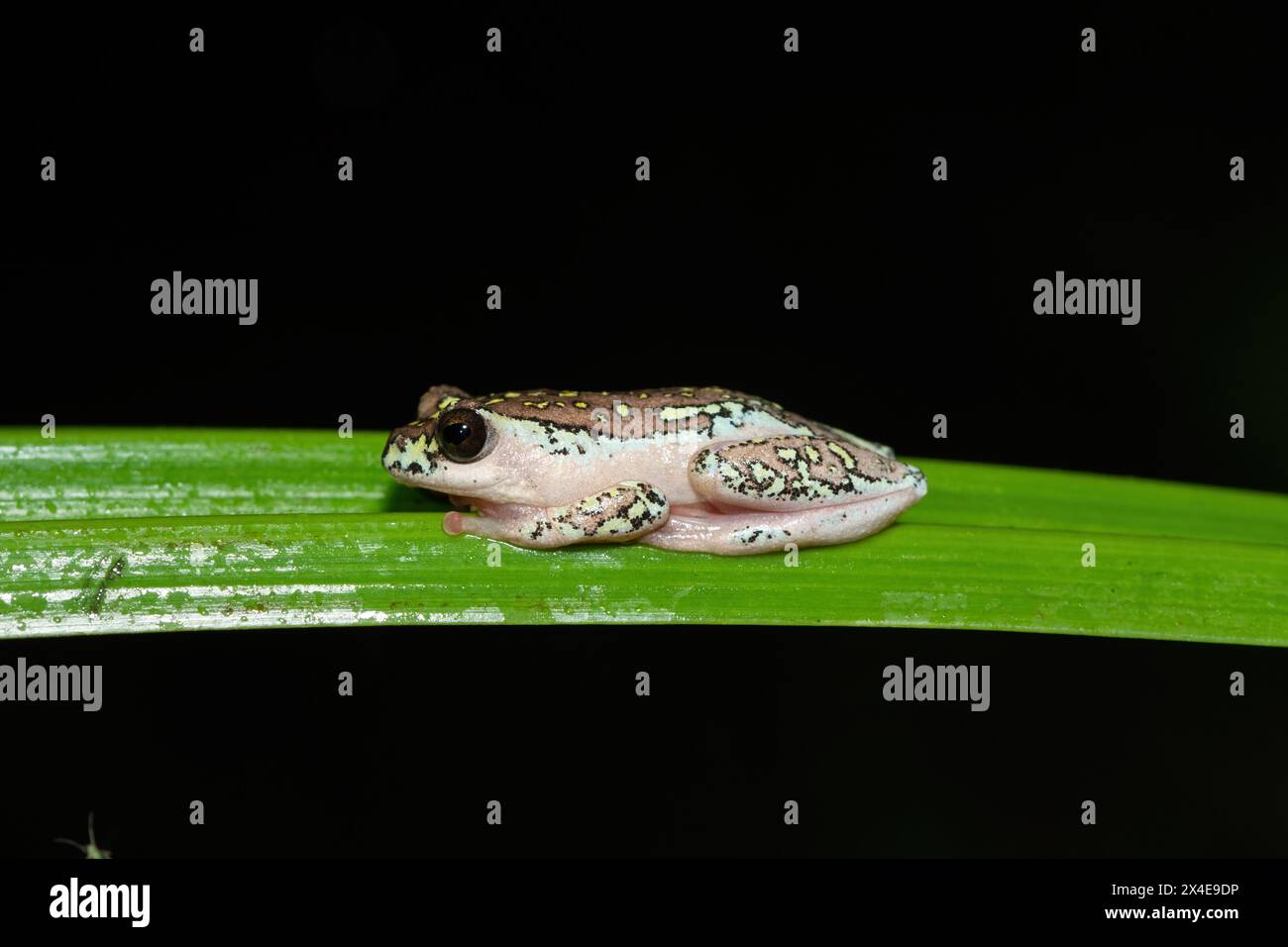 Beautiful painted reed frog, also known as a marbled reed frog ...