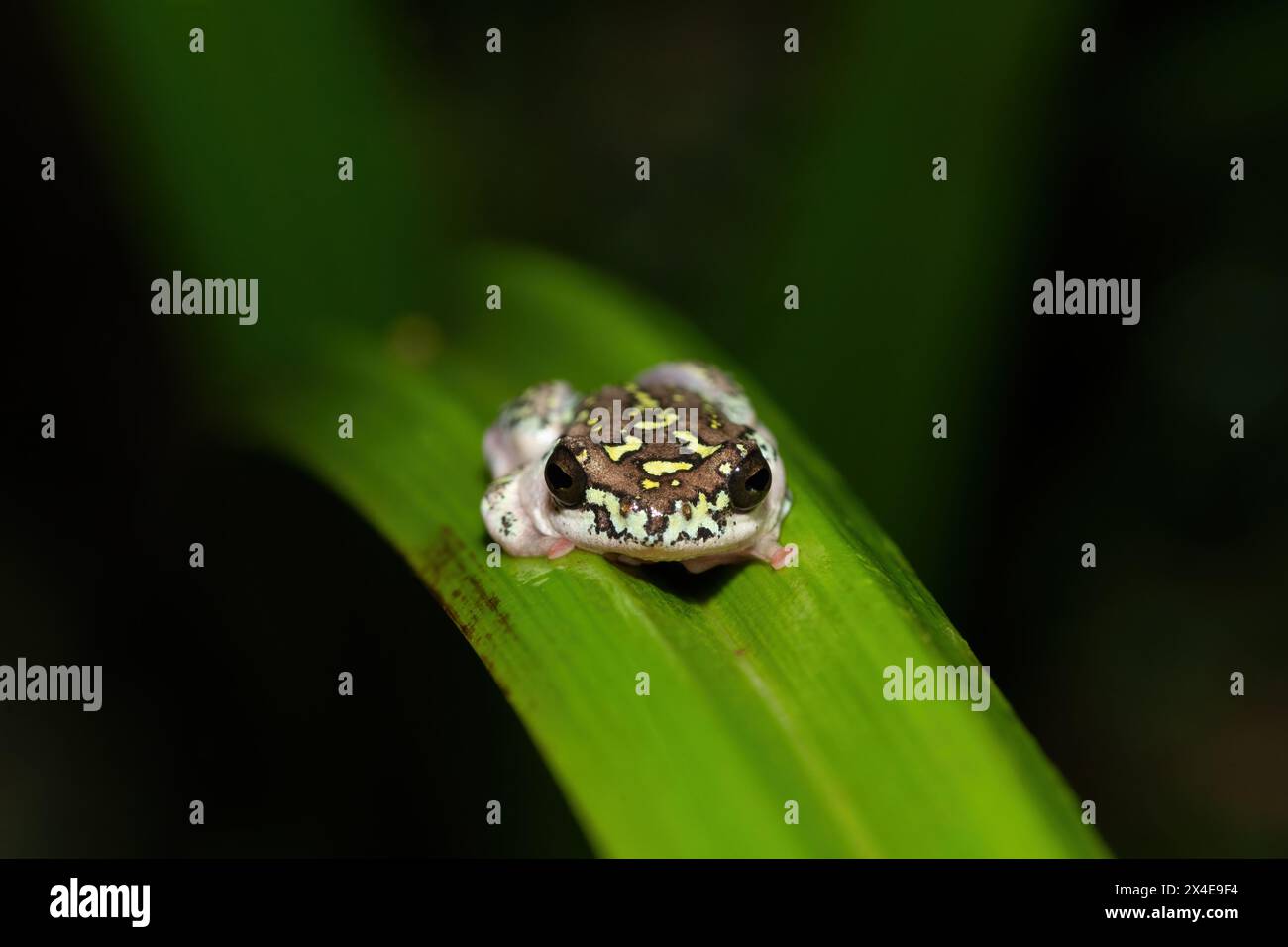 Beautiful painted reed frog, also known as a marbled reed frog ...