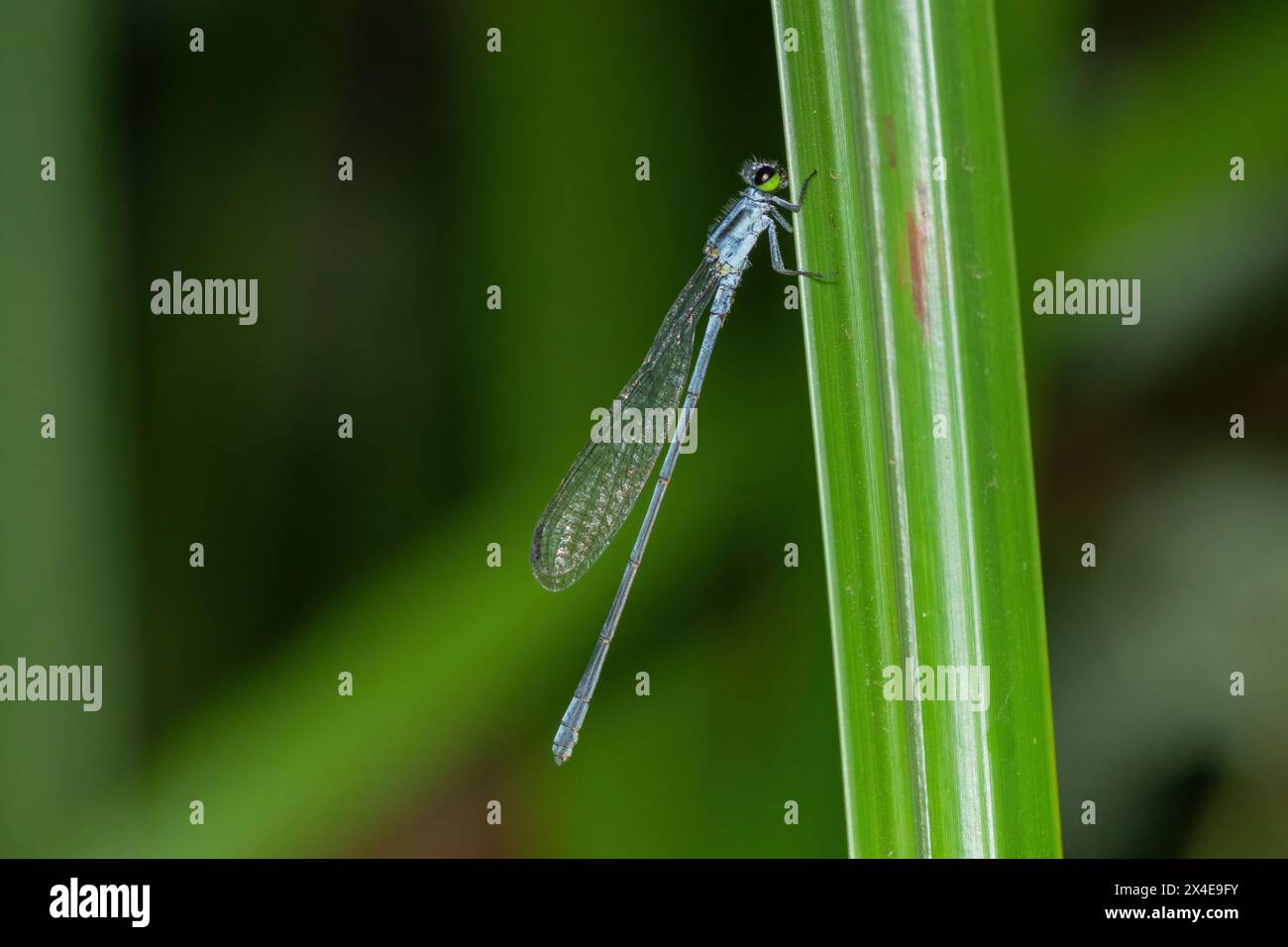 Beautiful Pond Damsels (Family Coenagrionidae) near water Stock Photo ...