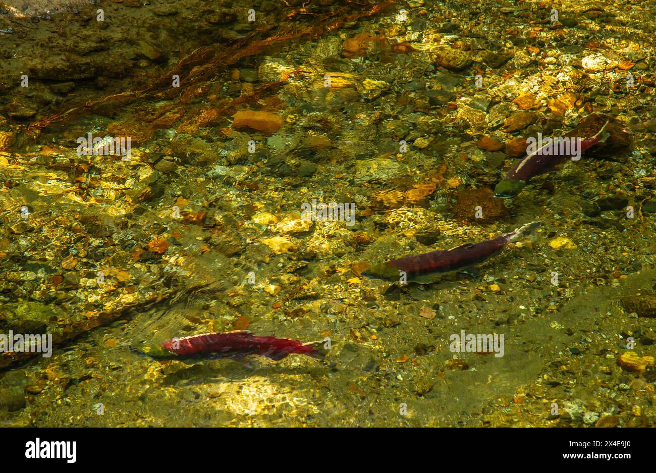 USA, Alaska, Tongass National Forest. Salmon swimming upstream in river ...