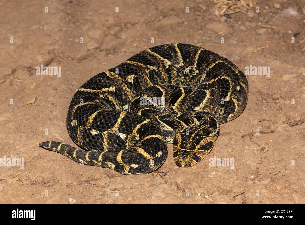 Close-up of the highly venomous Puff Adder (Bitis arietans Stock Photo ...