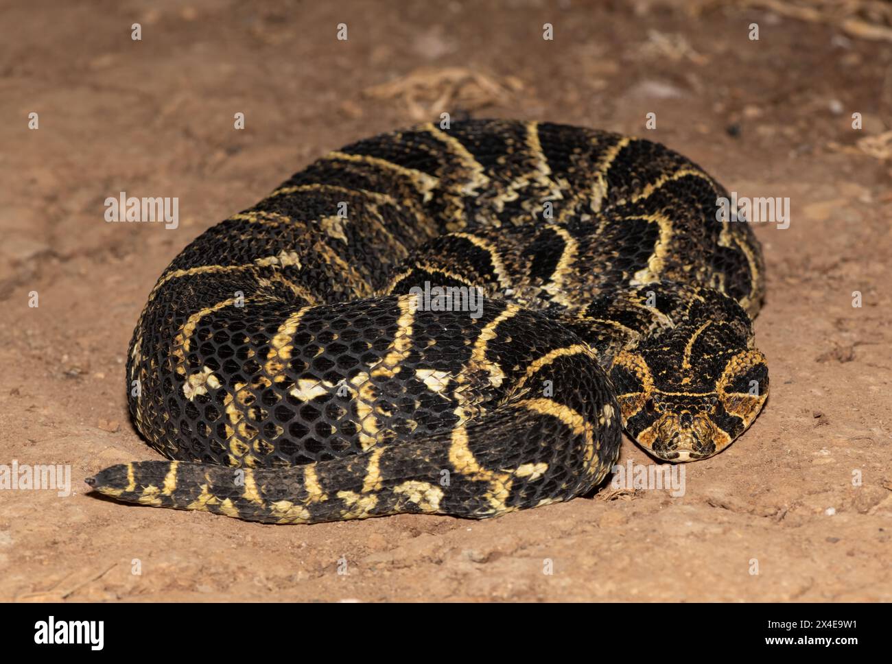 Puff adder snake hi-res stock photography and images - Alamy