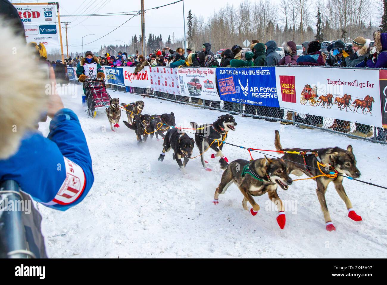 USA, Alaska, Fairbanks. Iditarod sled dog race start. (Editorial Use ...