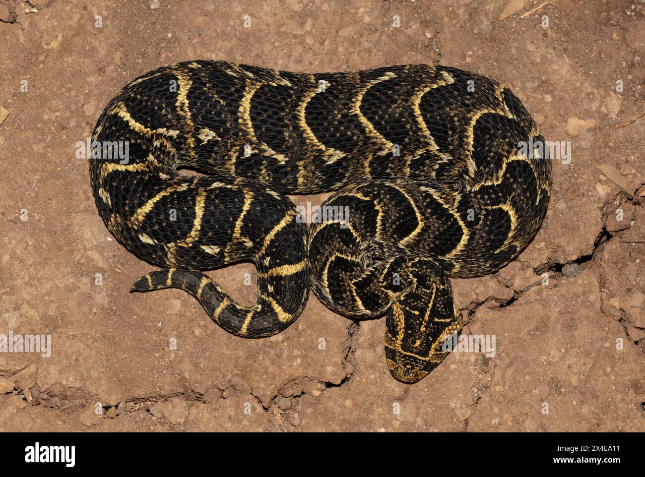 Close-up of the highly venomous Puff Adder (Bitis arietans Stock Photo ...