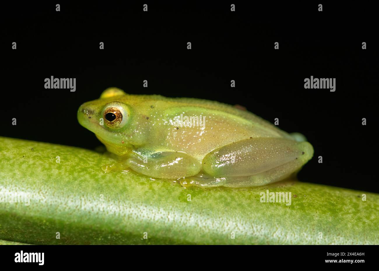 A cute Water Lily Reed Frog (Hyperolius pusillus Stock Photo - Alamy