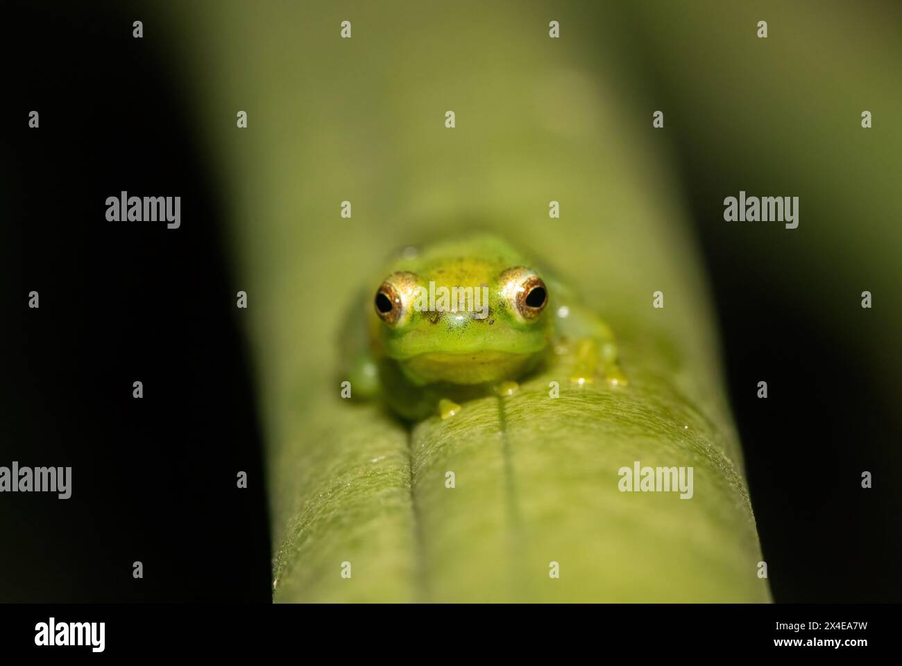 A cute Water Lily Reed Frog (Hyperolius pusillus Stock Photo - Alamy