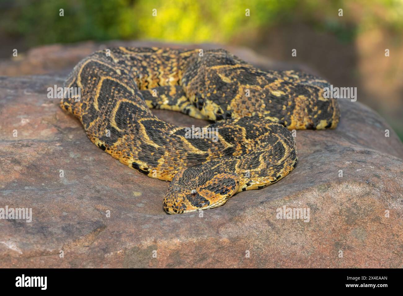 A highly venomous Puff Adder (Bitis arietans) on a rock Stock Photo - Alamy