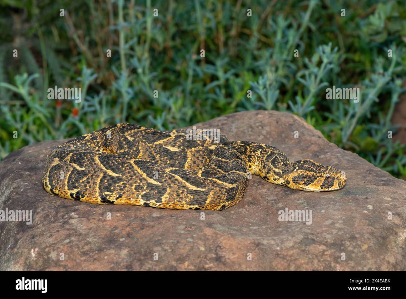 A highly venomous Puff Adder (Bitis arietans) on a rock Stock Photo - Alamy