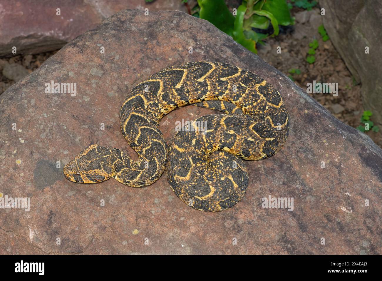 A highly venomous Puff Adder (Bitis arietans) on a rock Stock Photo - Alamy