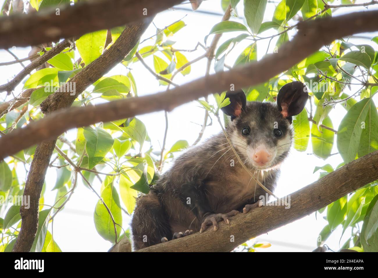 Baby opossum hi-res stock photography and images - Alamy