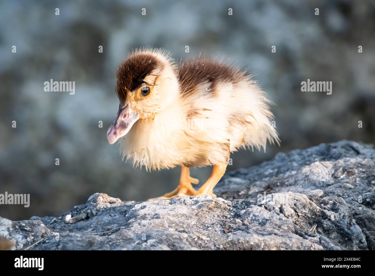 Beautiful baby duck walks on a rock Stock Photo - Alamy