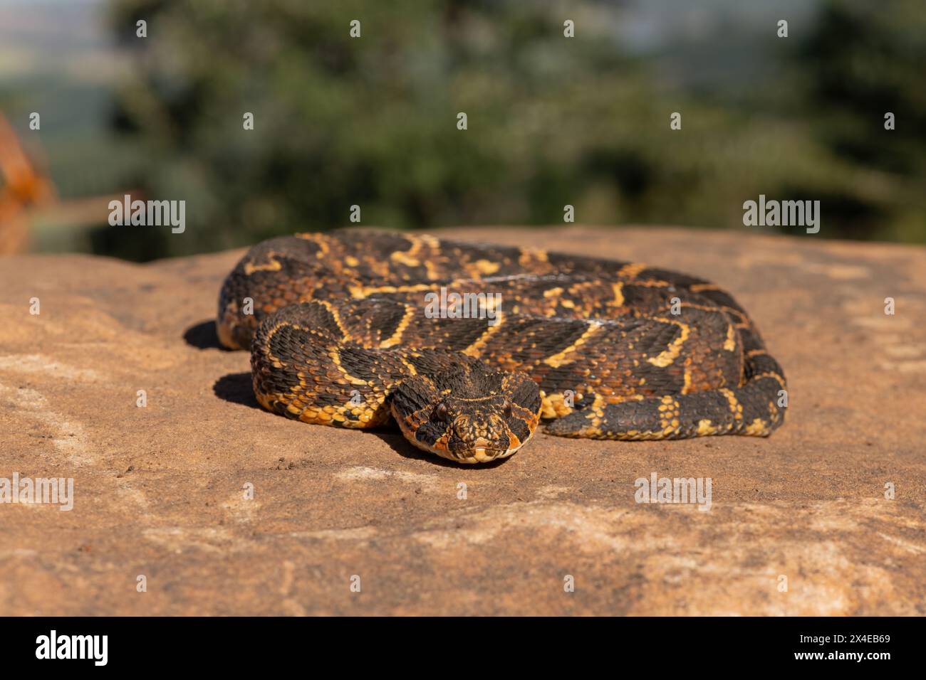 A highly venomous Puff Adder (Bitis arietans) on a rock Stock Photo - Alamy