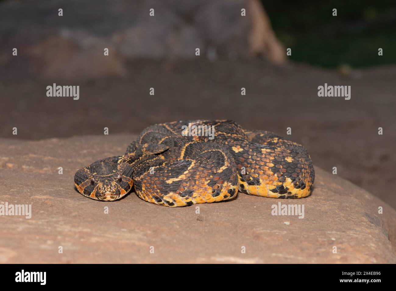 A highly venomous Puff Adder (Bitis arietans) on a rock Stock Photo - Alamy
