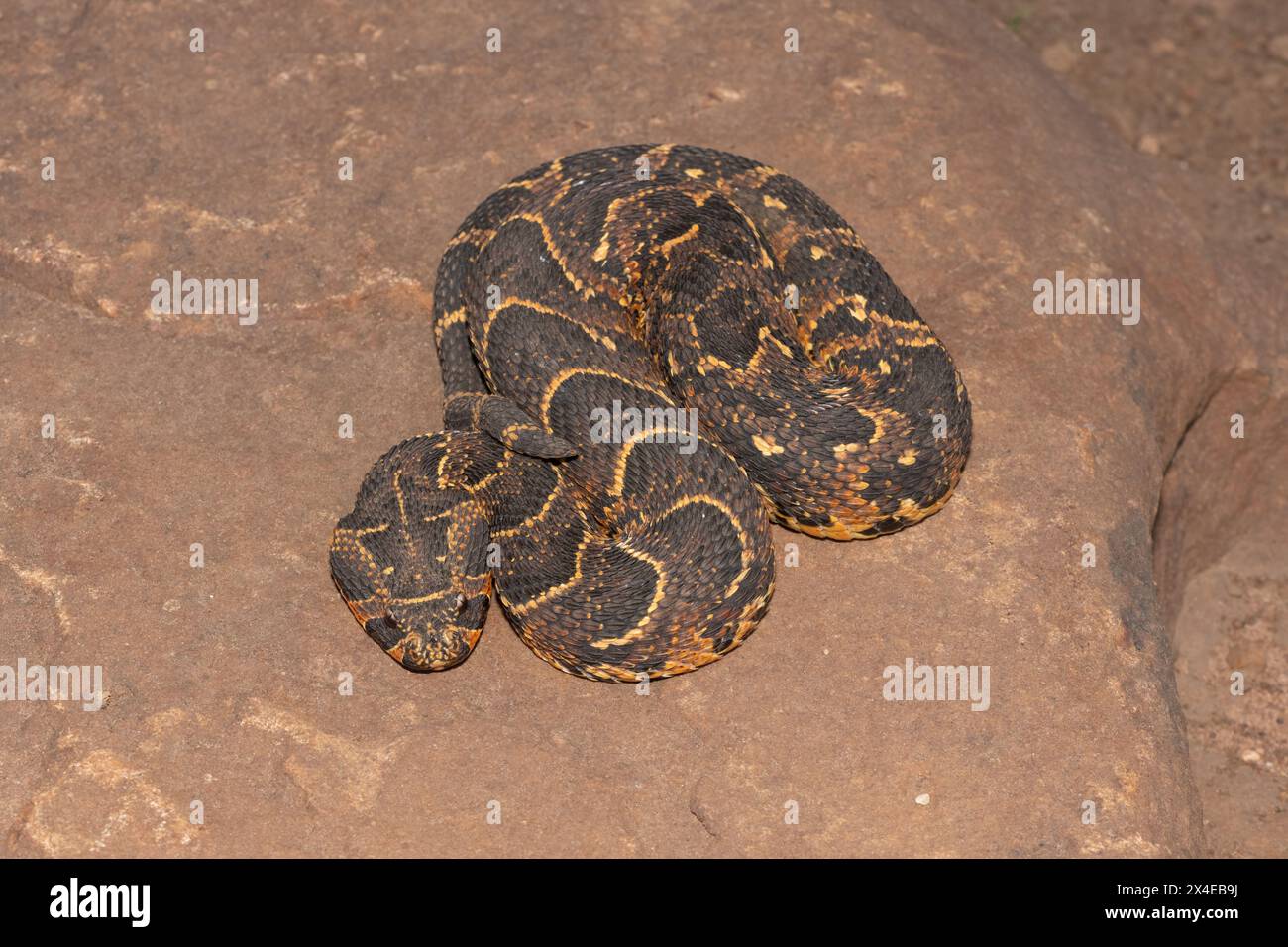 A highly venomous Puff Adder (Bitis arietans) on a rock Stock Photo - Alamy