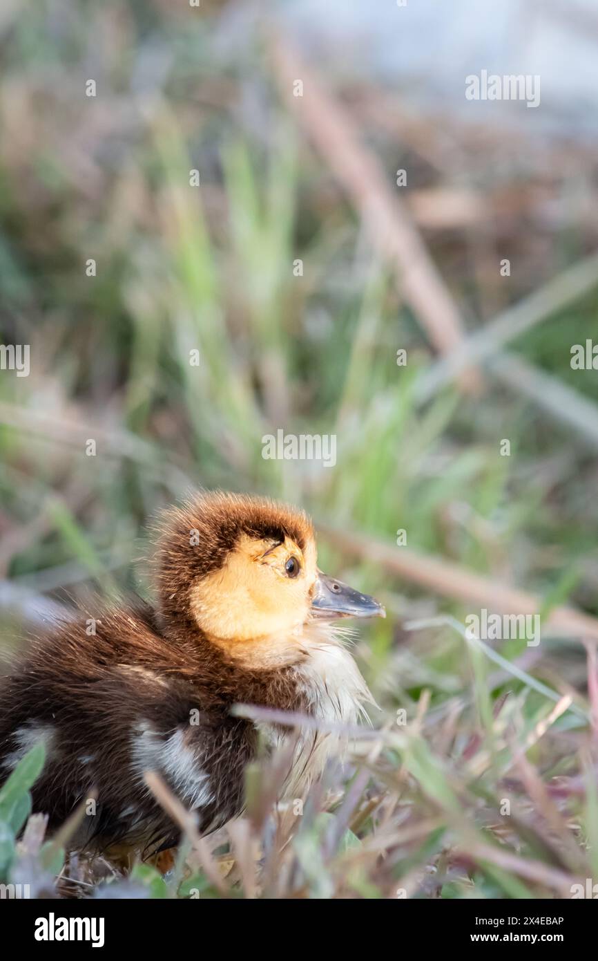 Adorable bird hi-res stock photography and images - Alamy