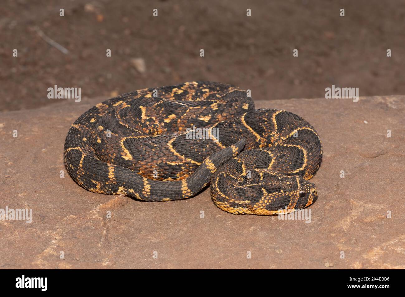 A highly venomous Puff Adder (Bitis arietans) on a rock Stock Photo - Alamy