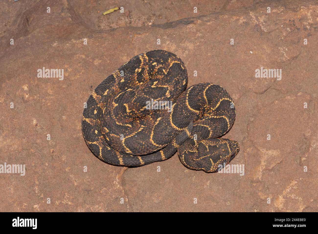 A highly venomous Puff Adder (Bitis arietans) on a rock Stock Photo - Alamy