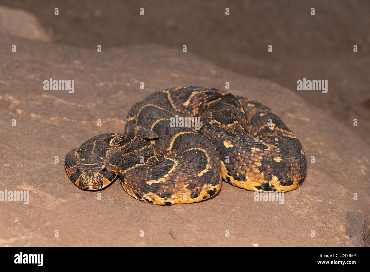 Rock adder hi-res stock photography and images - Alamy