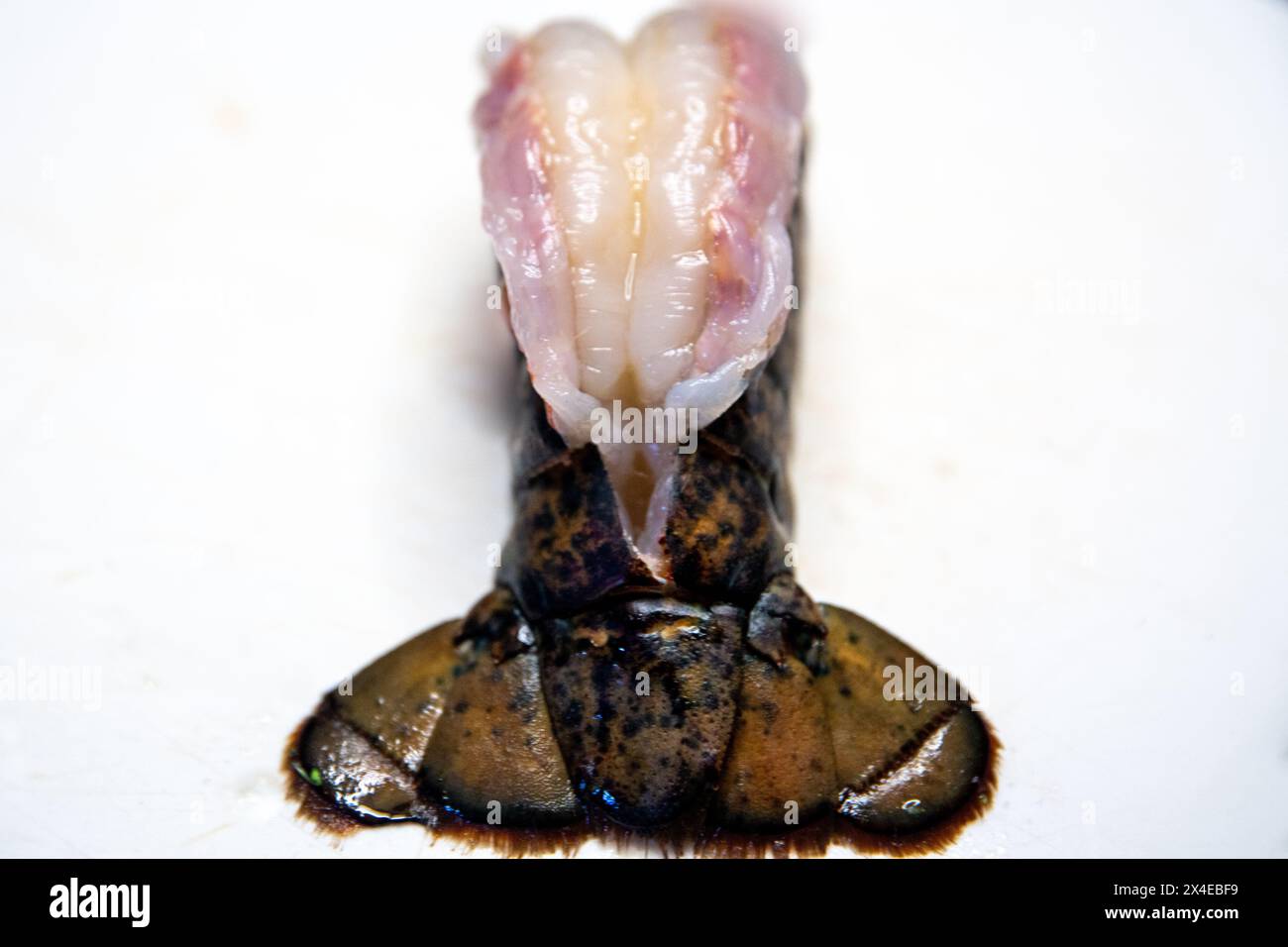 Raw lobster tail isolated hi-res stock photography and images - Alamy
