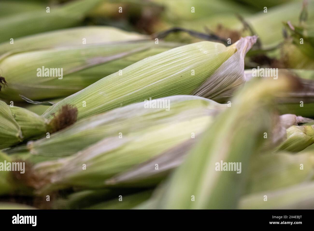 Produce section market store corn hi-res stock photography and images ...