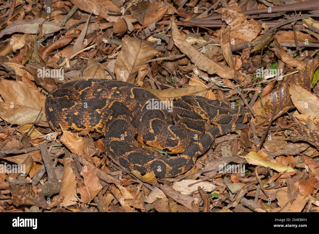 Deadly male Puff Adder (Bitis arietans) displaying its beautiful ...