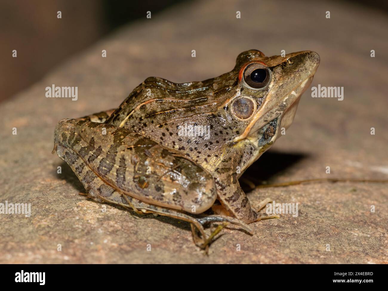 Sharp-nosed Grass Frog (Ptychadena oxyrhynchus) near a pond Stock Photo ...