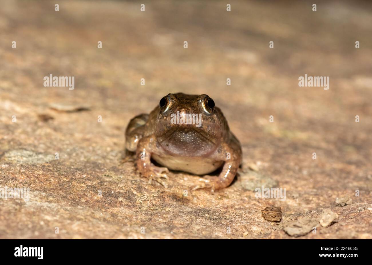 Snoring puddle frog hi-res stock photography and images - Alamy