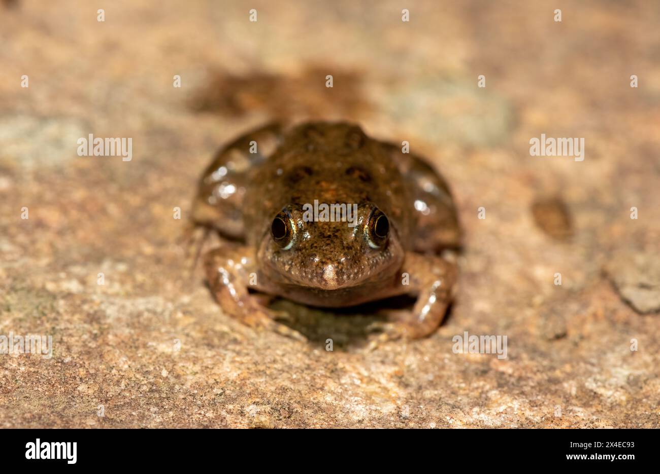 Snoring puddle frog hi-res stock photography and images - Alamy