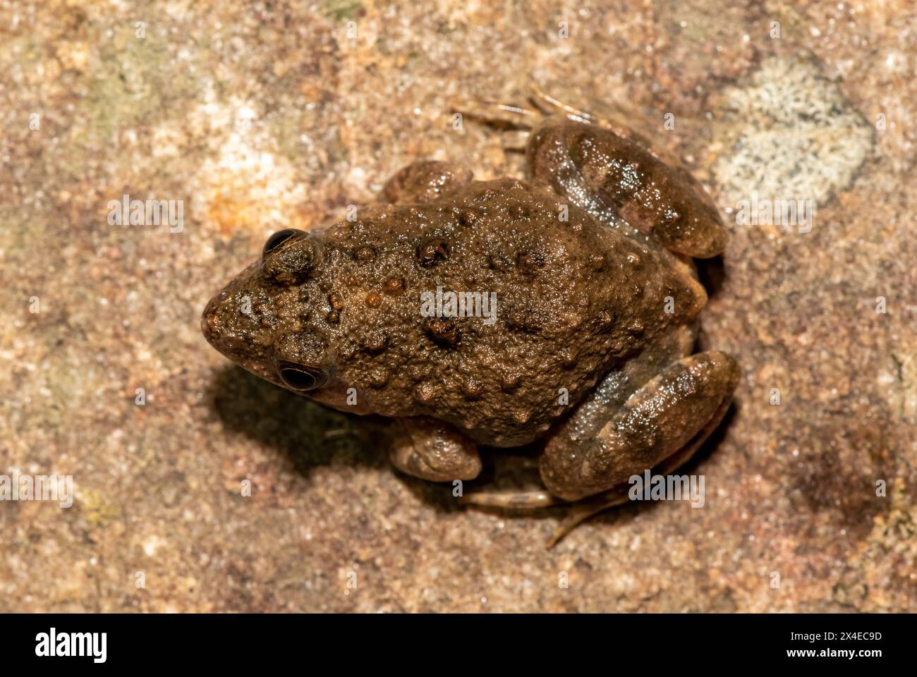 Snoring puddle frog hi-res stock photography and images - Alamy
