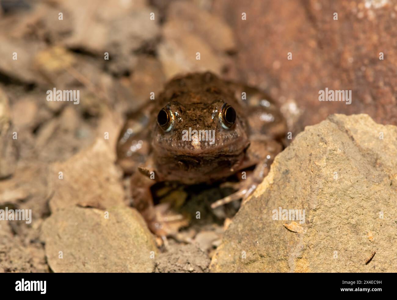 Snoring puddle frog hi-res stock photography and images - Alamy