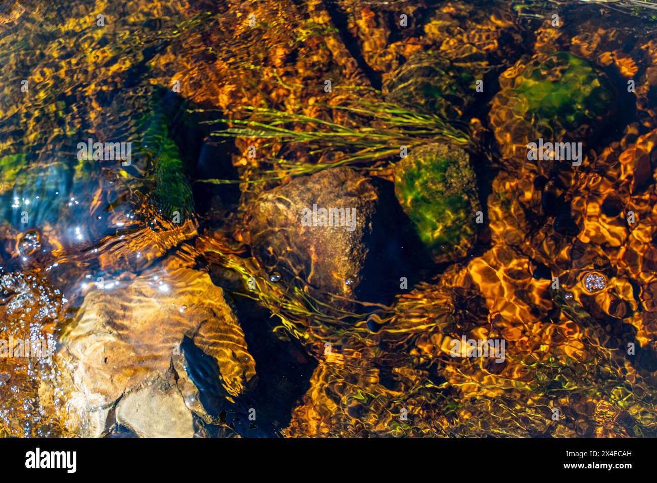 The bottom of the river is covered with rocks and algae. Transparent ...