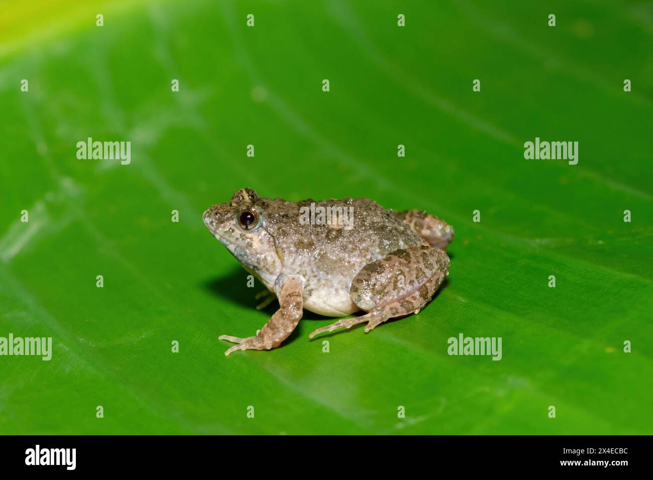 Snoring puddle frog hi-res stock photography and images - Alamy