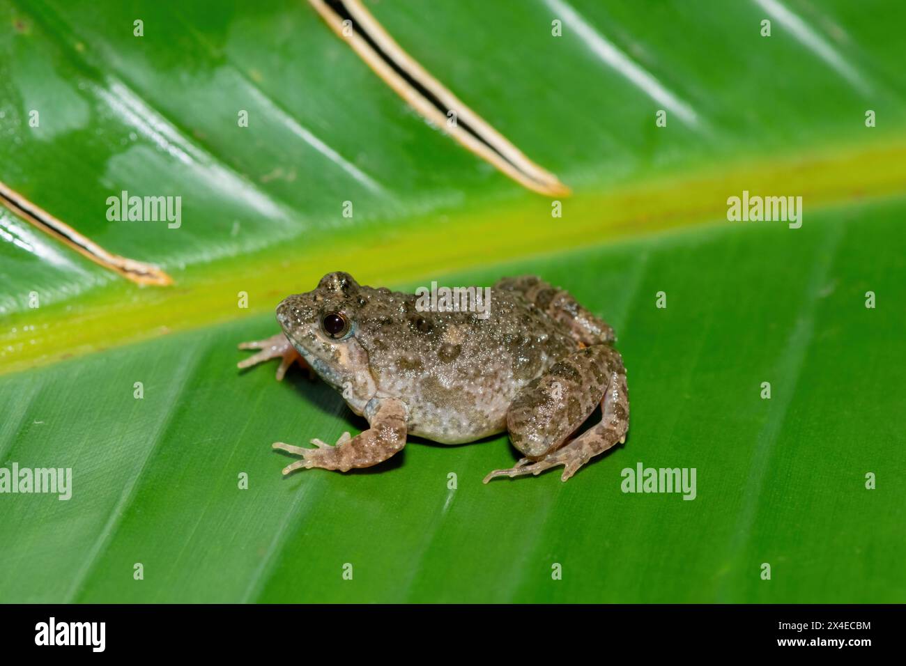 Snoring puddle frog hi-res stock photography and images - Alamy