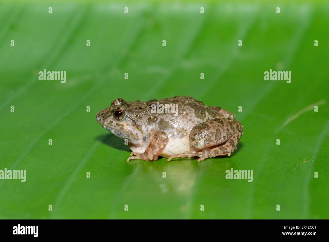 Snoring puddle frog hi-res stock photography and images - Alamy
