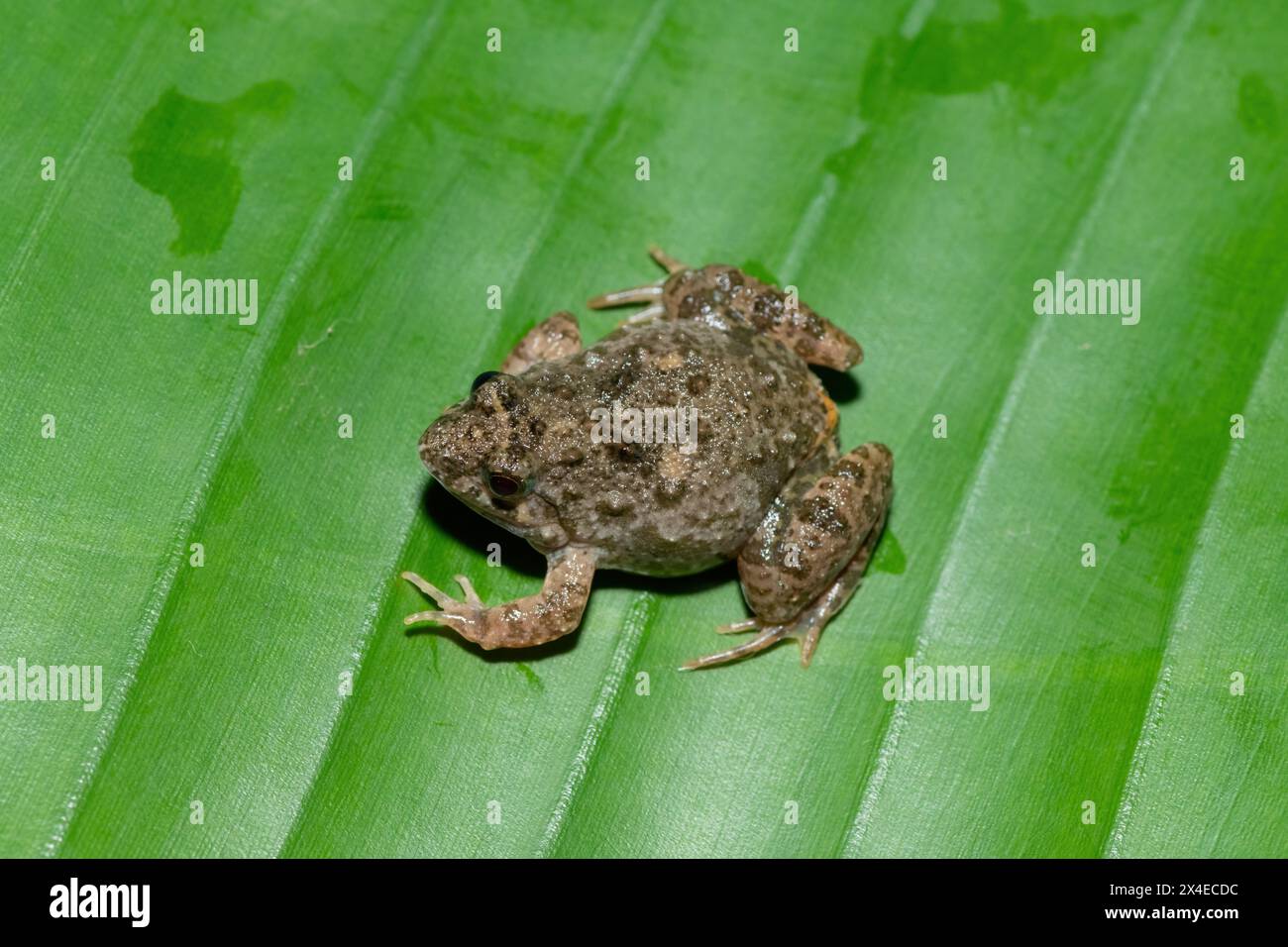 Snoring puddle frog hi-res stock photography and images - Alamy